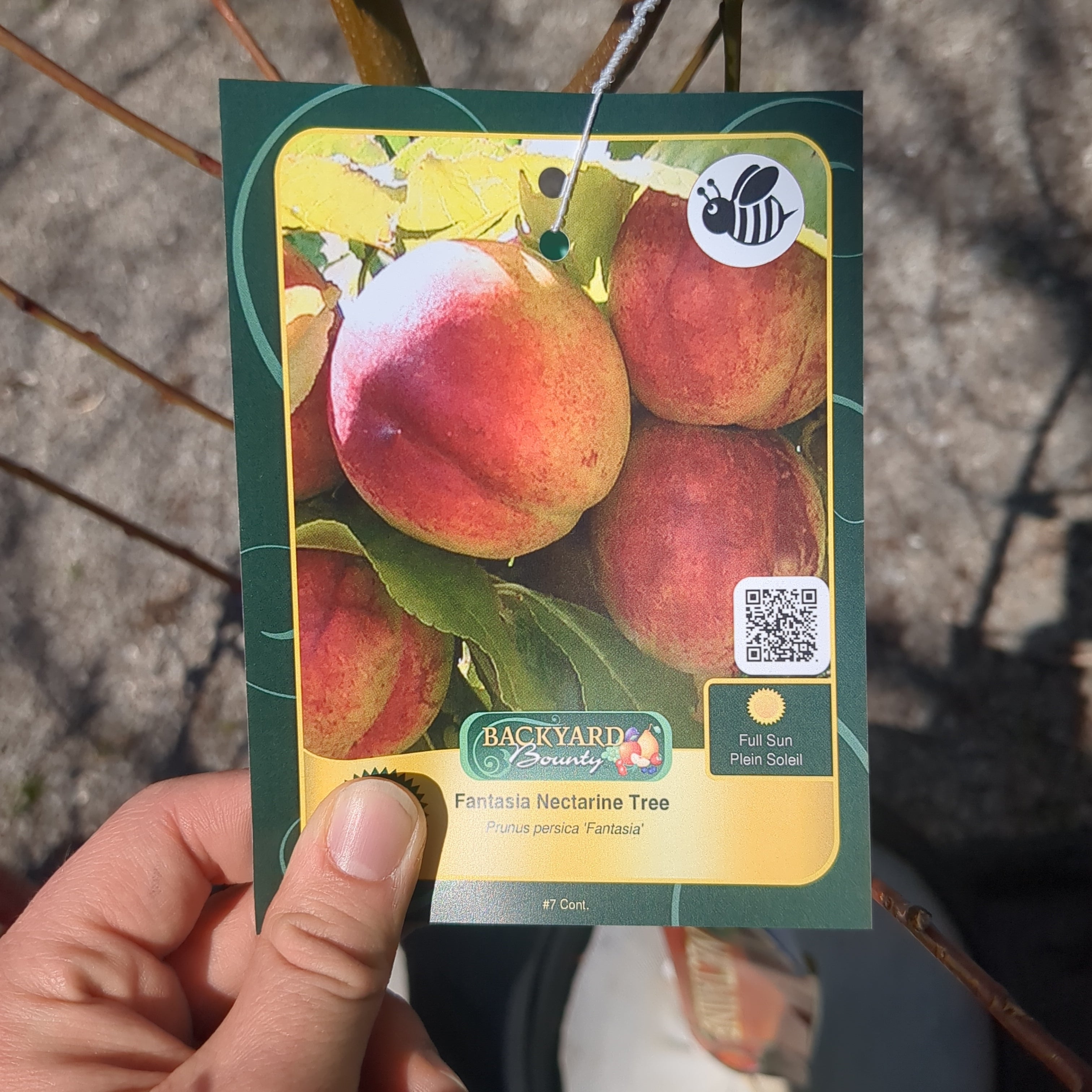 Fantasia Nectarine Tree – Niagara Fresh Market