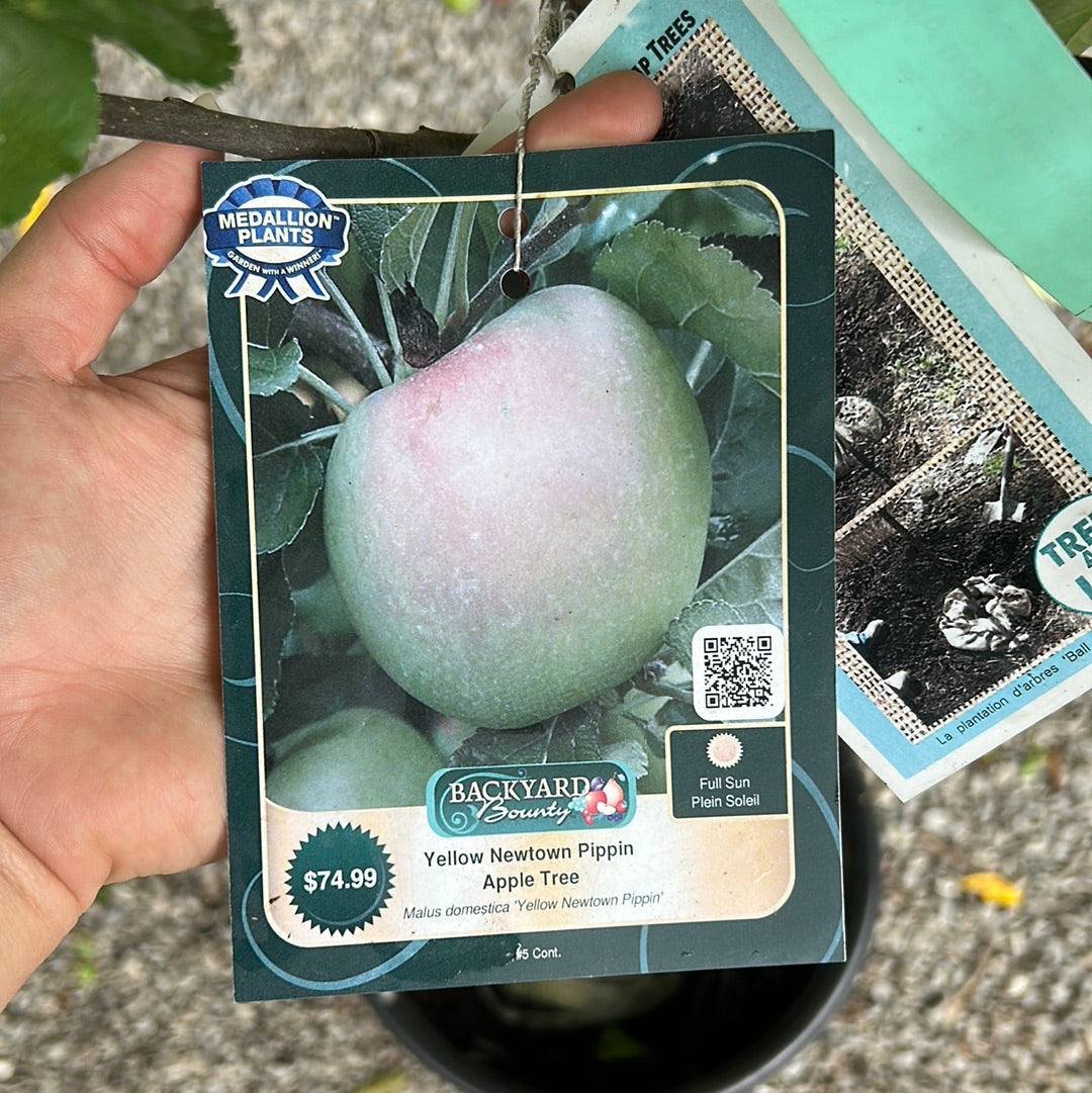 Yellow newton pippin apple tree – Niagara Fresh Market