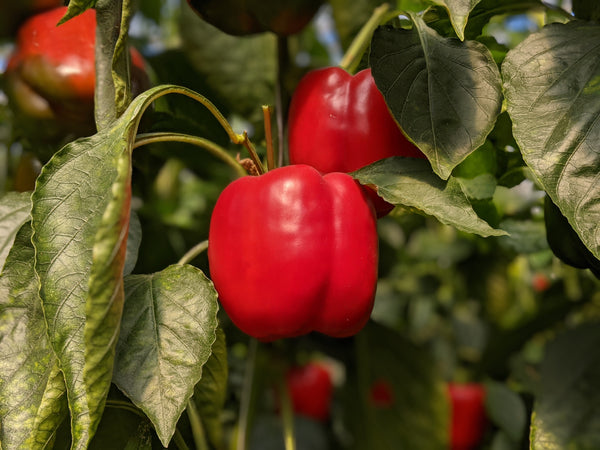 Niagara Fresh by Greengrow Greenhouses – Niagara Fresh Market